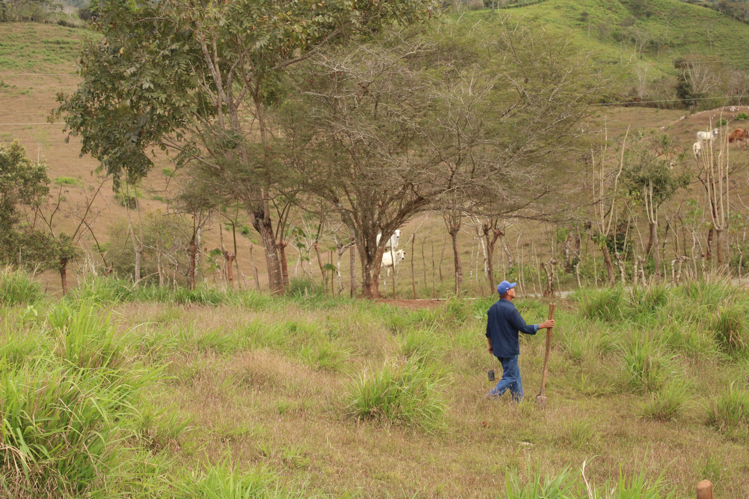 Azuero es cada vez más verde gracias a proyecto regional de sostenibilidad y resiliencia ...