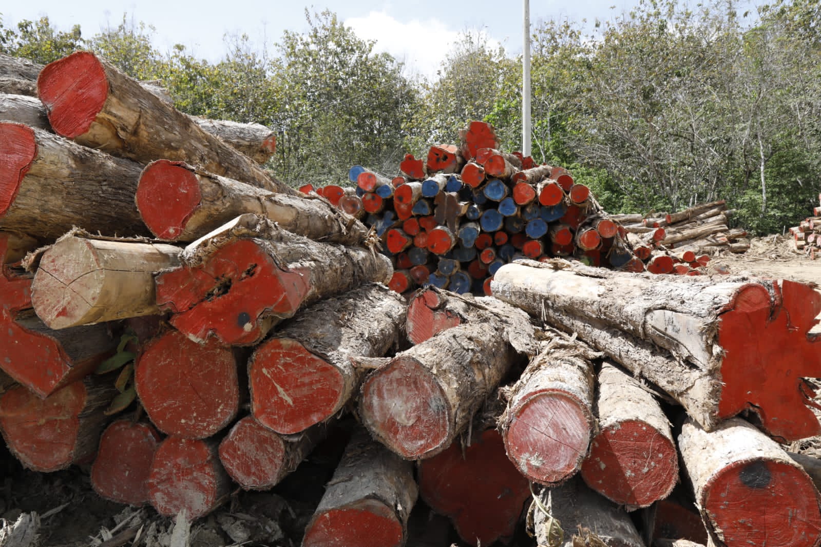 Inauguran primera planta procesadora certificada de madera procedente ...