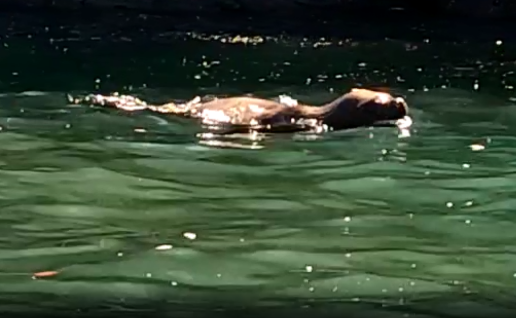 De observar a león marino en PNM Golfo de Chiriquí, piden no alterarlos ...