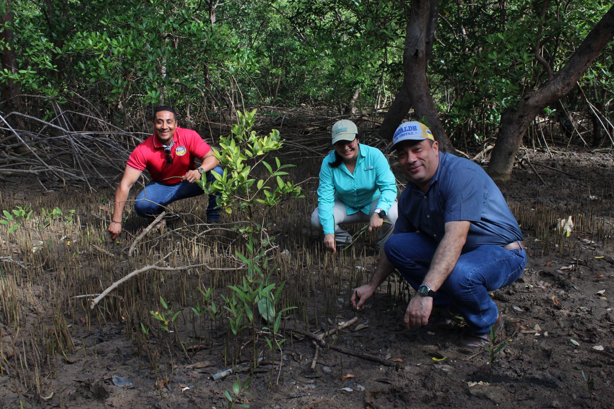 Realizan siembra simbólica de manglar para resaltar la importancia de ...