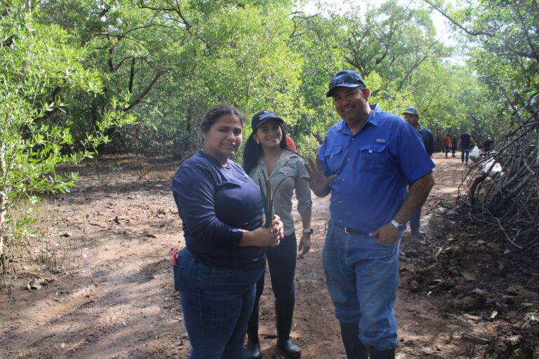 Realizan siembra simbólica de manglar para resaltar la importancia de ...
