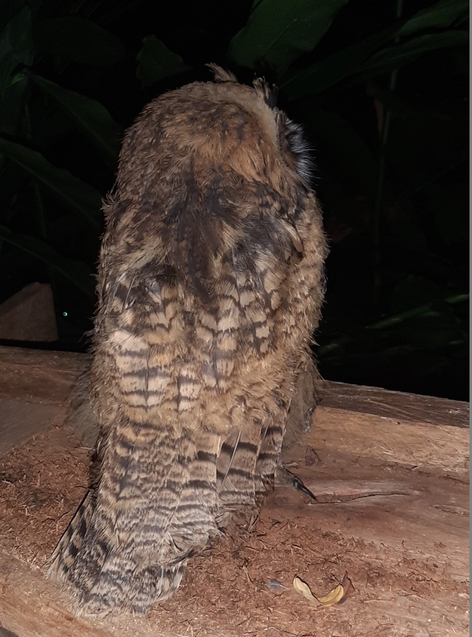 Búho listado: el primer animal silvestre rescatado en el distrito de ...