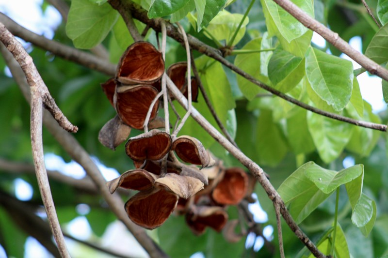 Participa y aporta en la recolección de semillas forestales - MiAmbiente