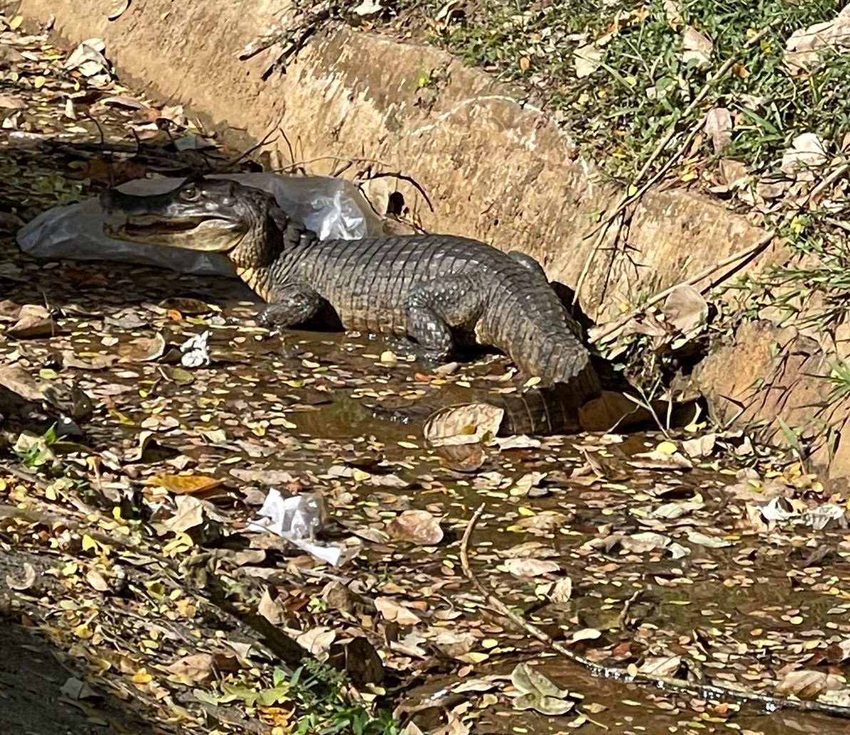Incrementa la presencia de animales silvestres en zonas residenciales y ...
