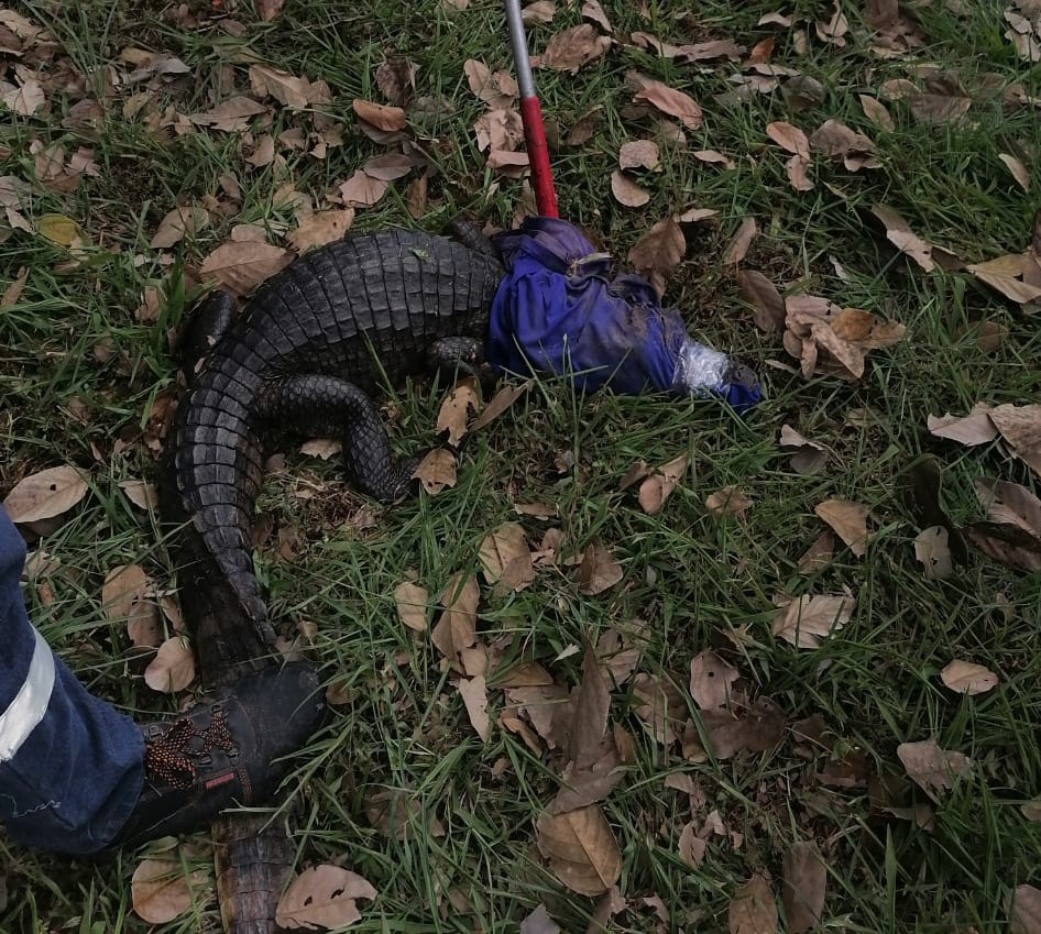 Incrementa la presencia de animales silvestres en zonas residenciales y ...