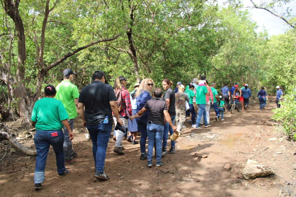 Realizan siembra simbólica de manglar para resaltar la importancia de ...