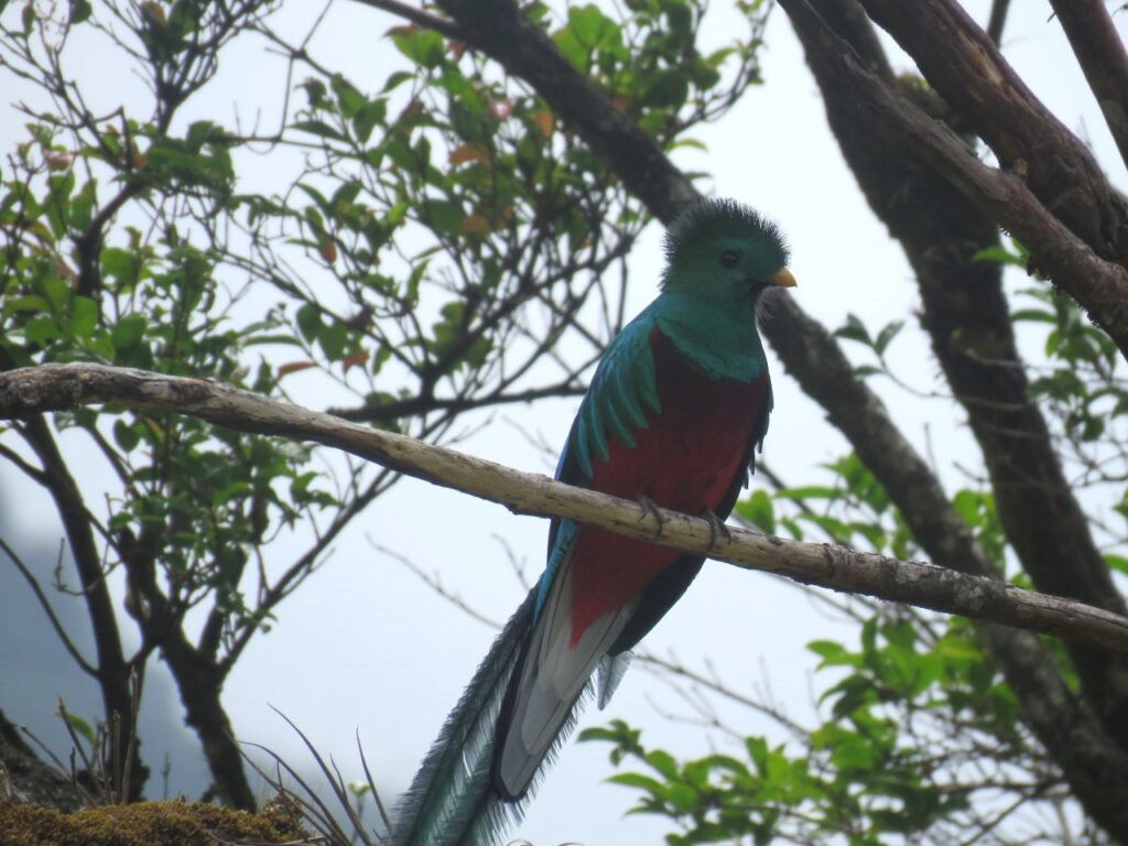Llegó la época de avistamiento del quetzal - MiAmbiente