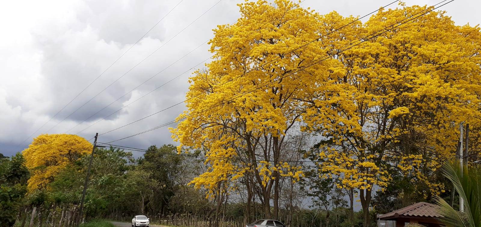 Recolectan semillas de guayacán - MiAmbiente