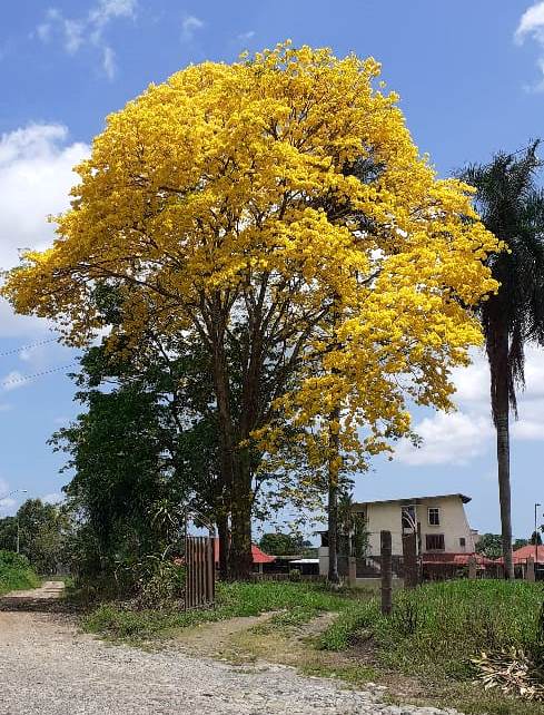 Recolectan semillas de guayacán - MiAmbiente
