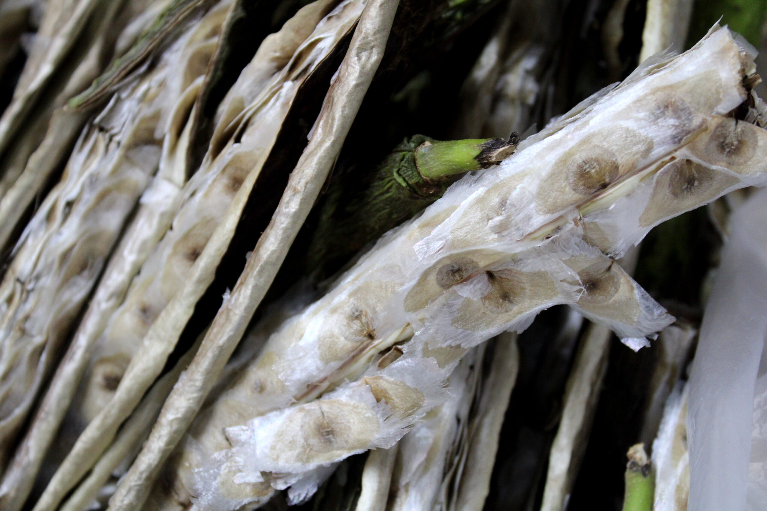 Recolectan semillas de guayacán - MiAmbiente