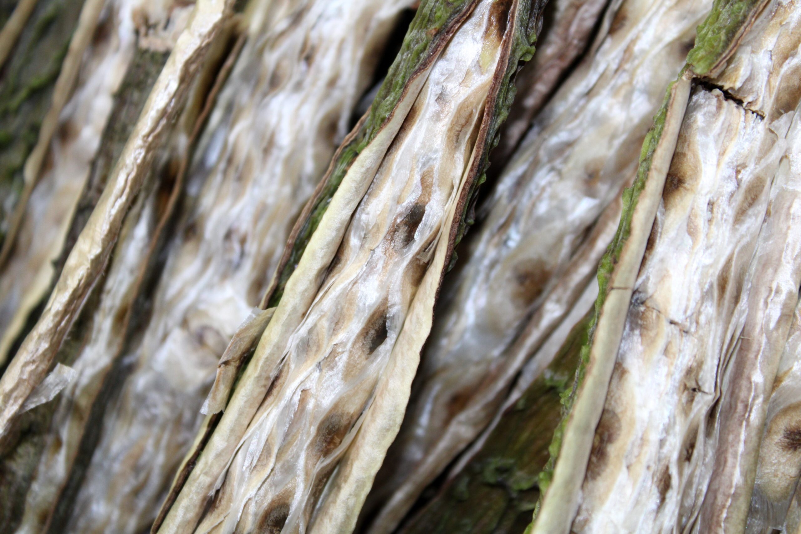 Recolectan semillas de guayacán - MiAmbiente