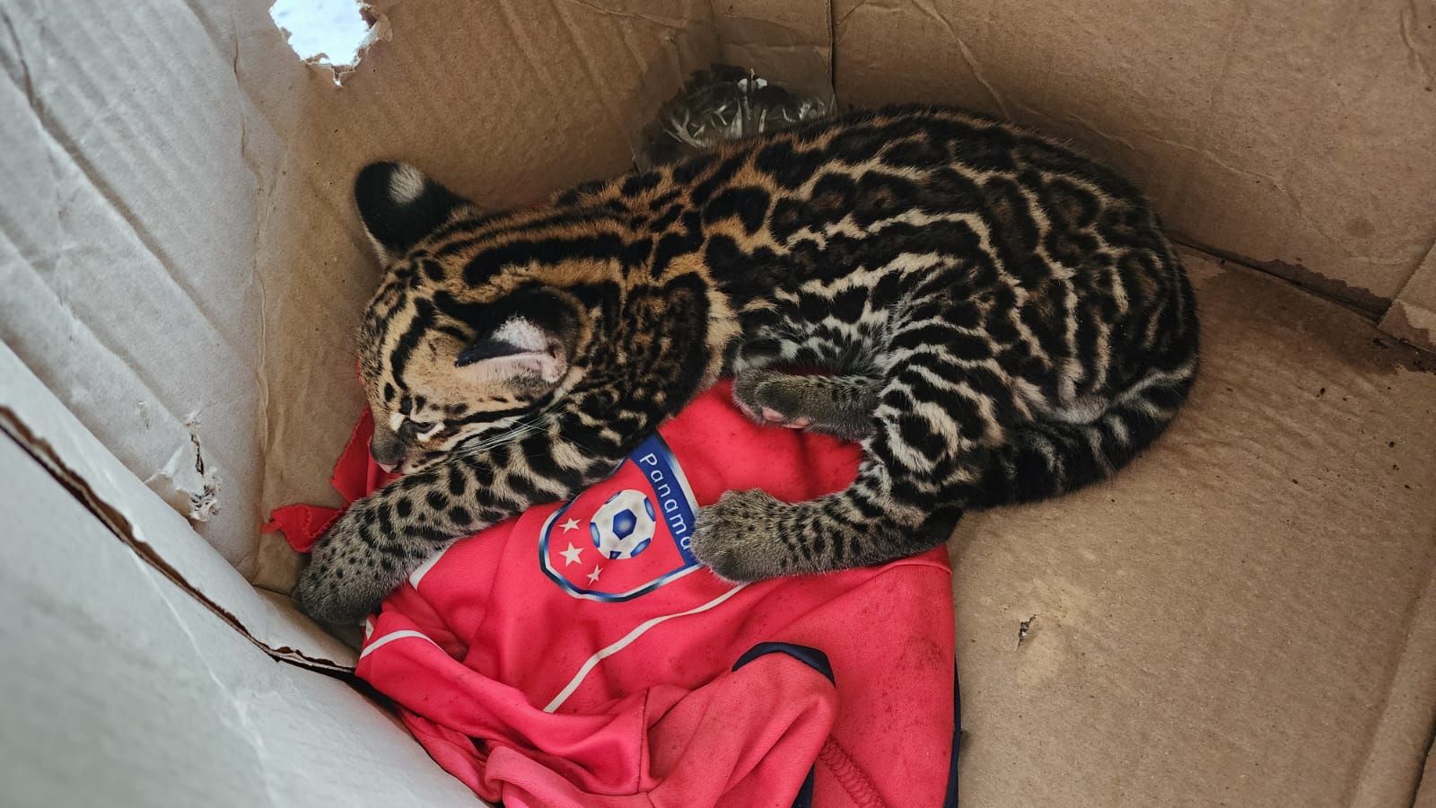 Rescatan ocelote en Darién - MiAmbiente