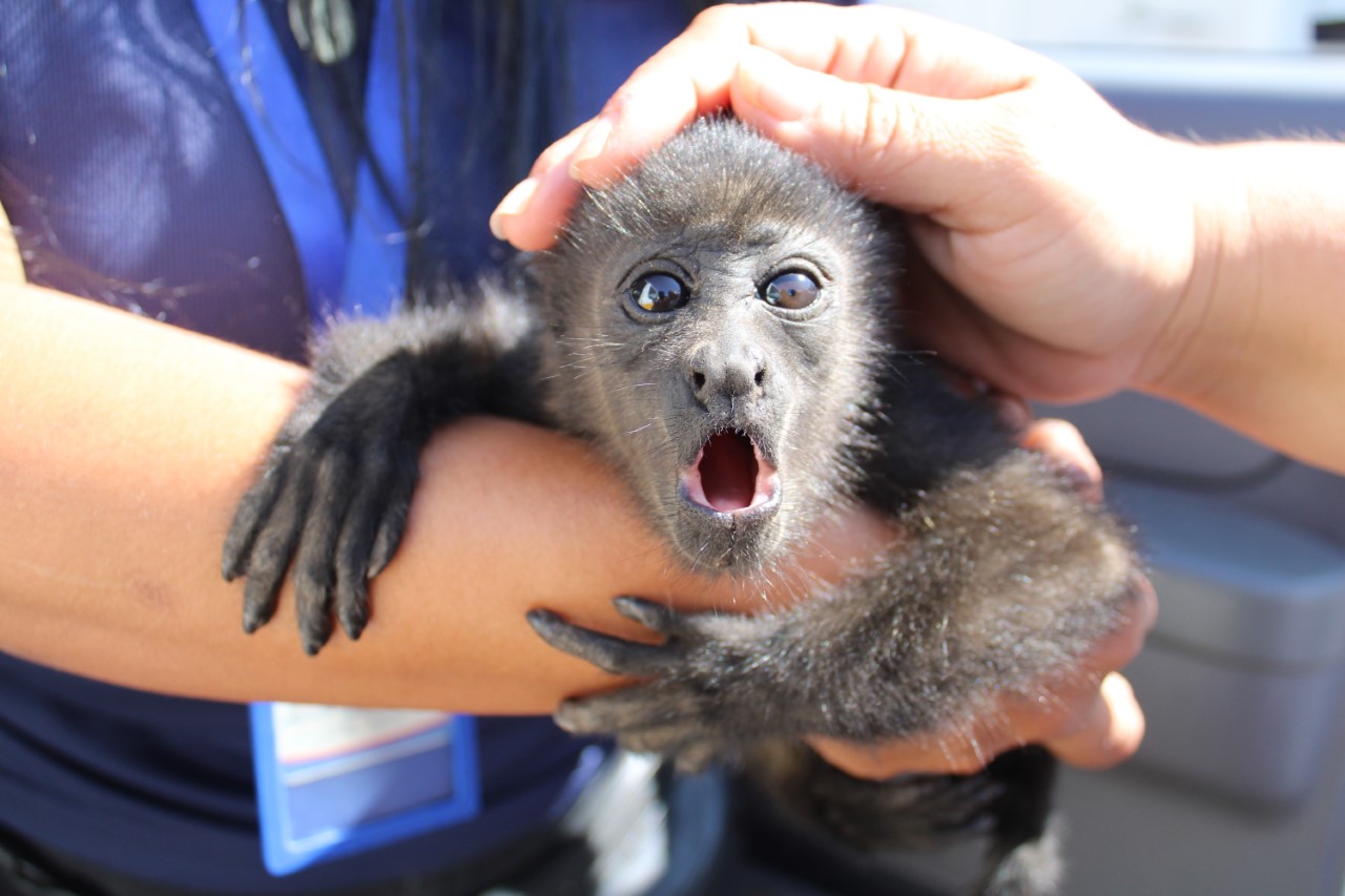 Rescatan a una cría de mono aullador en Chiriquí - MiAmbiente