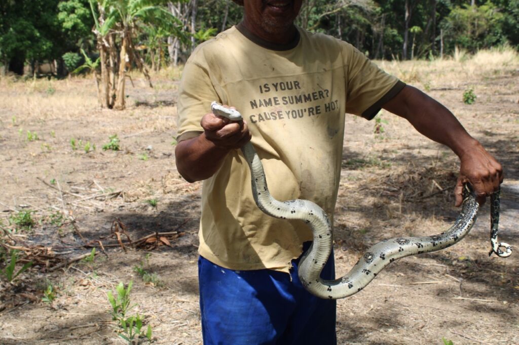 En Panamá Oeste han rescatado y reubicado 26 ejemplares de la vida ...