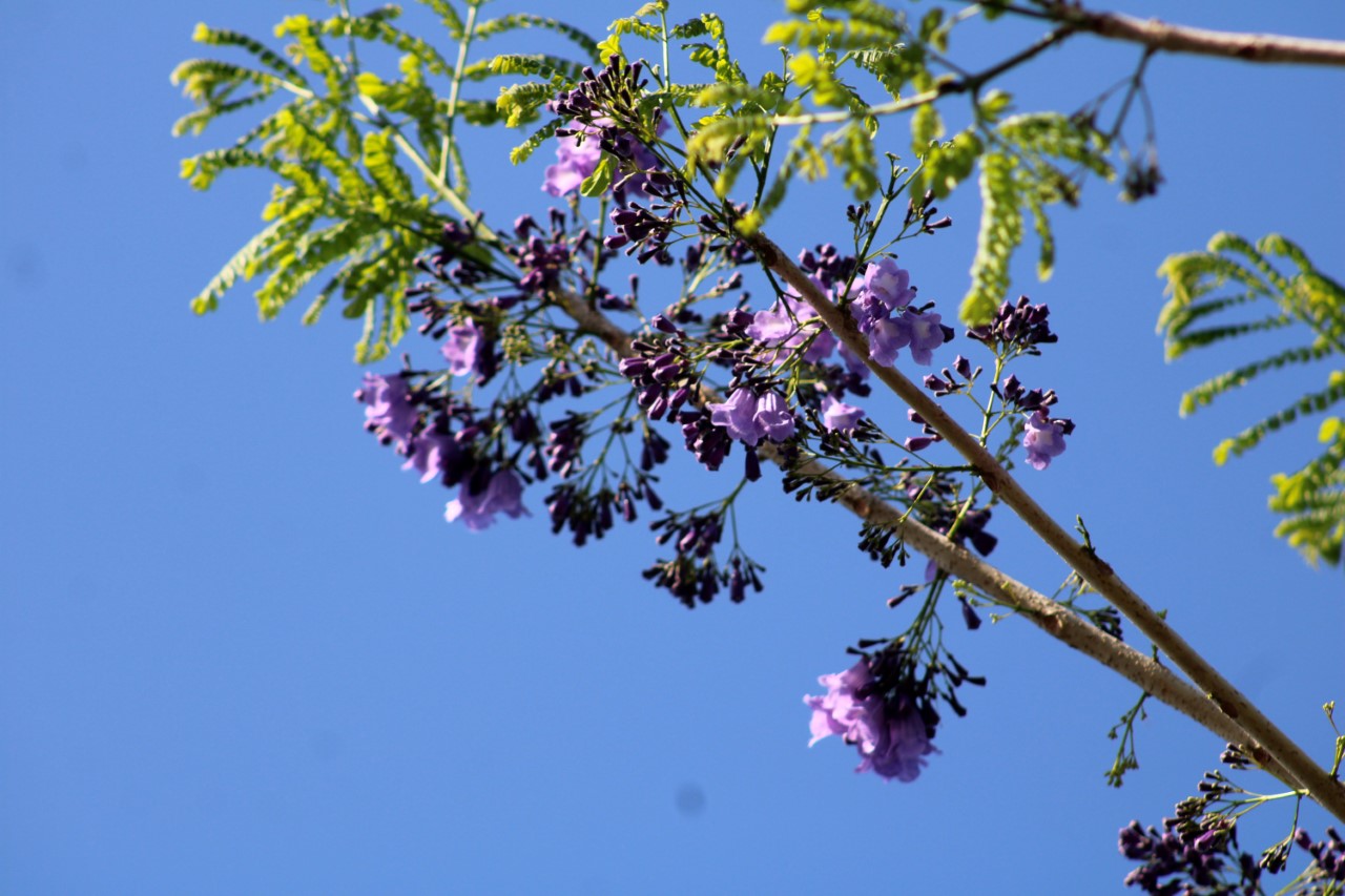 Jacaranda, un árbol de espectacular floración y de semillas ideales ...