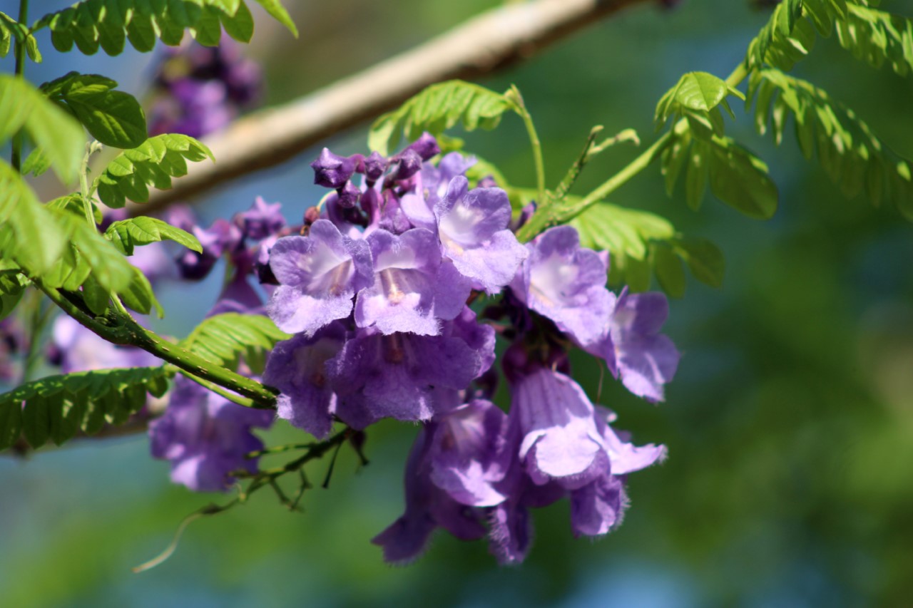 Jacaranda, un árbol de espectacular floración y de semillas ideales ...