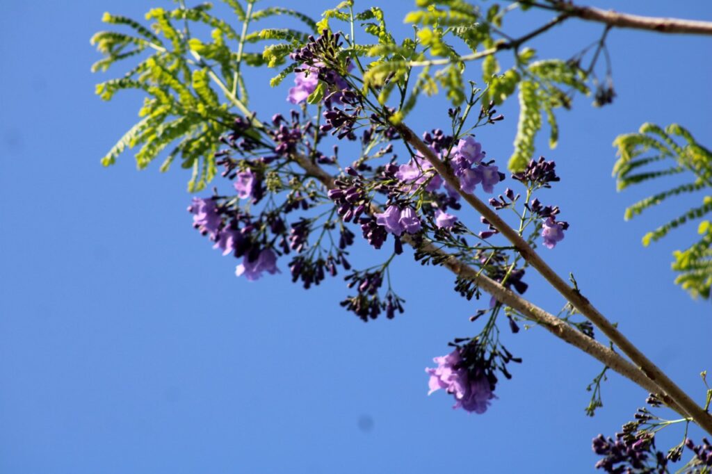Jacaranda, un árbol de espectacular floración y de semillas ideales ...