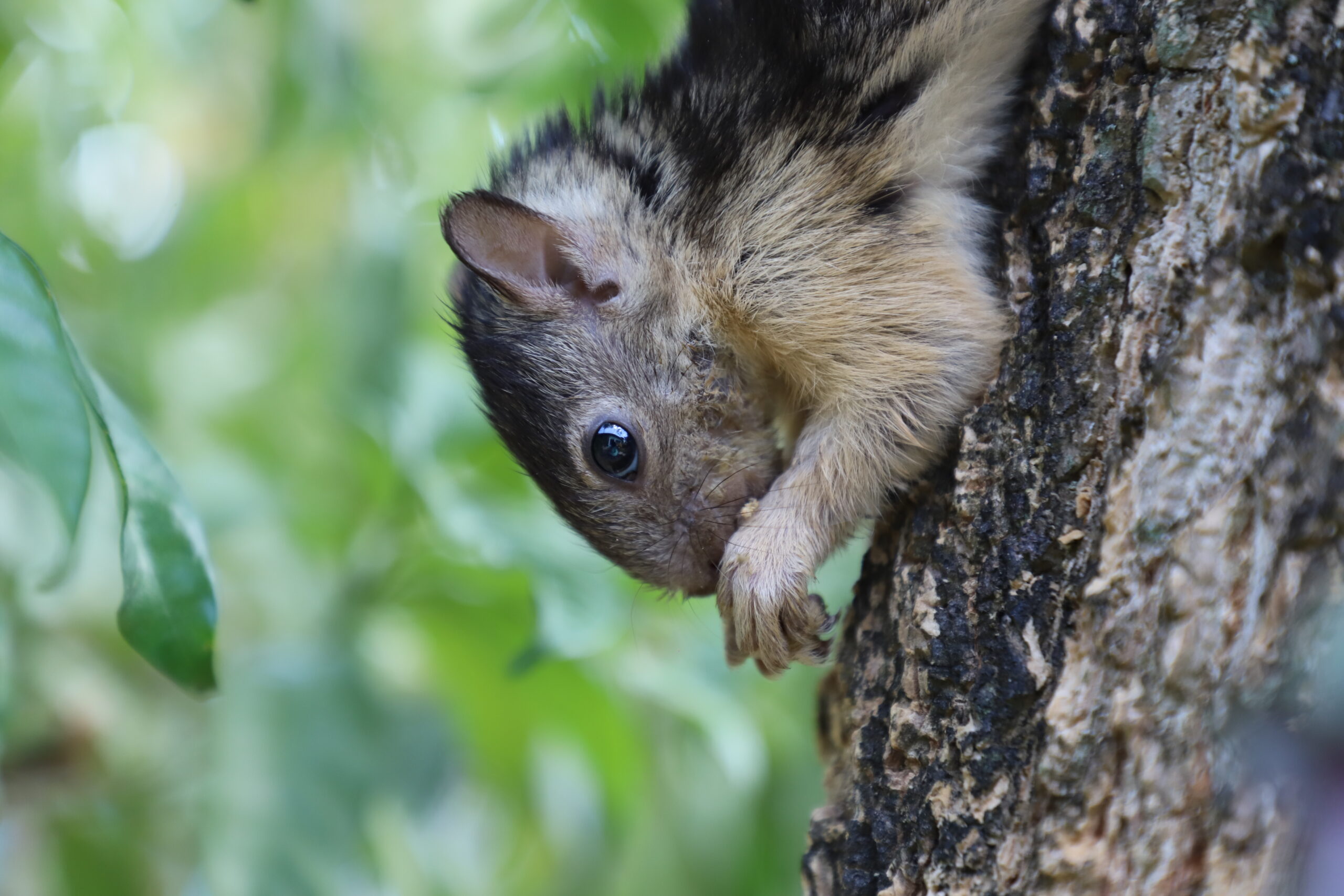 Luego de un proceso de rehabilitación se liberan a dos ardillas - MiAmbiente