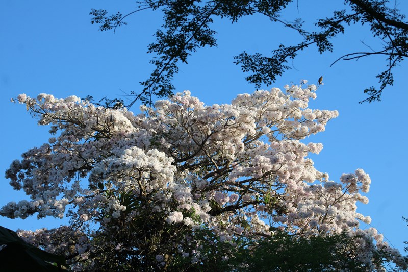 Paisajes encantados con la floración del roble - MiAmbiente