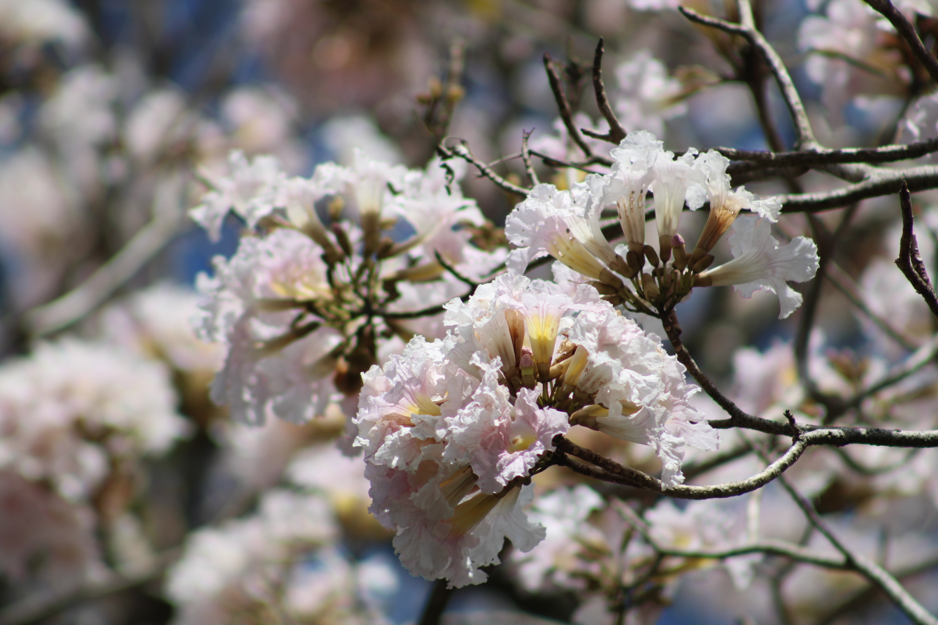 Paisajes encantados con la floración del roble - MiAmbiente