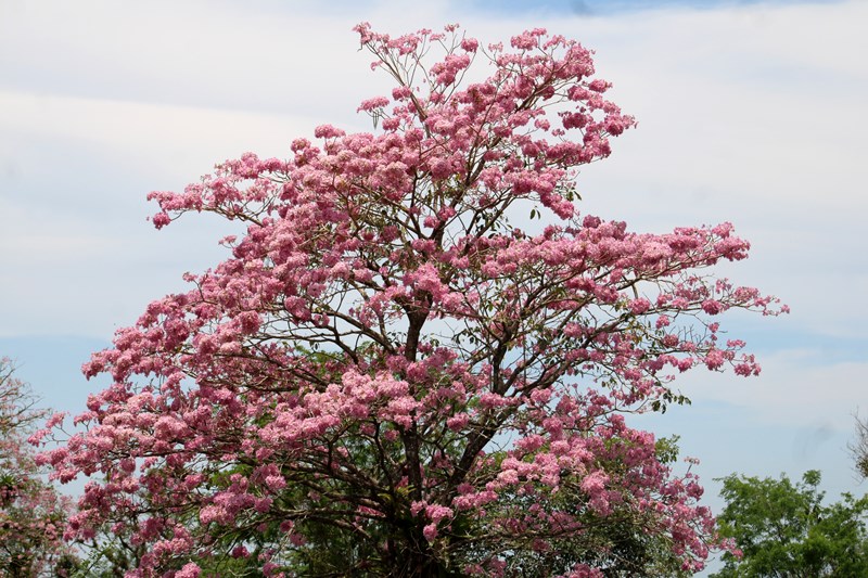 Paisajes encantados con la floración del roble - MiAmbiente