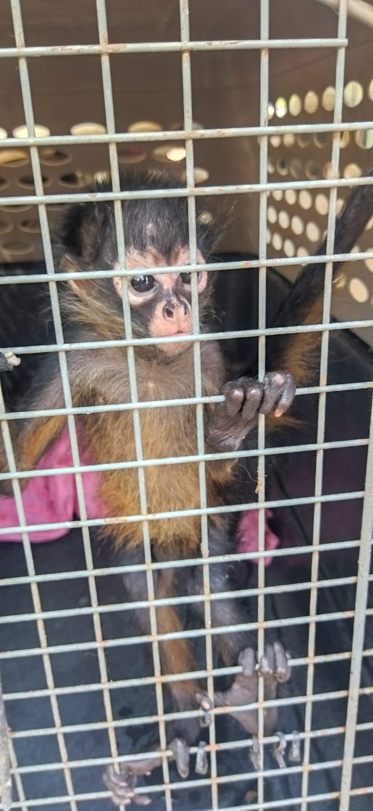 Entregan cría de mono araña a personal de Biodiversidad en Herrera ...