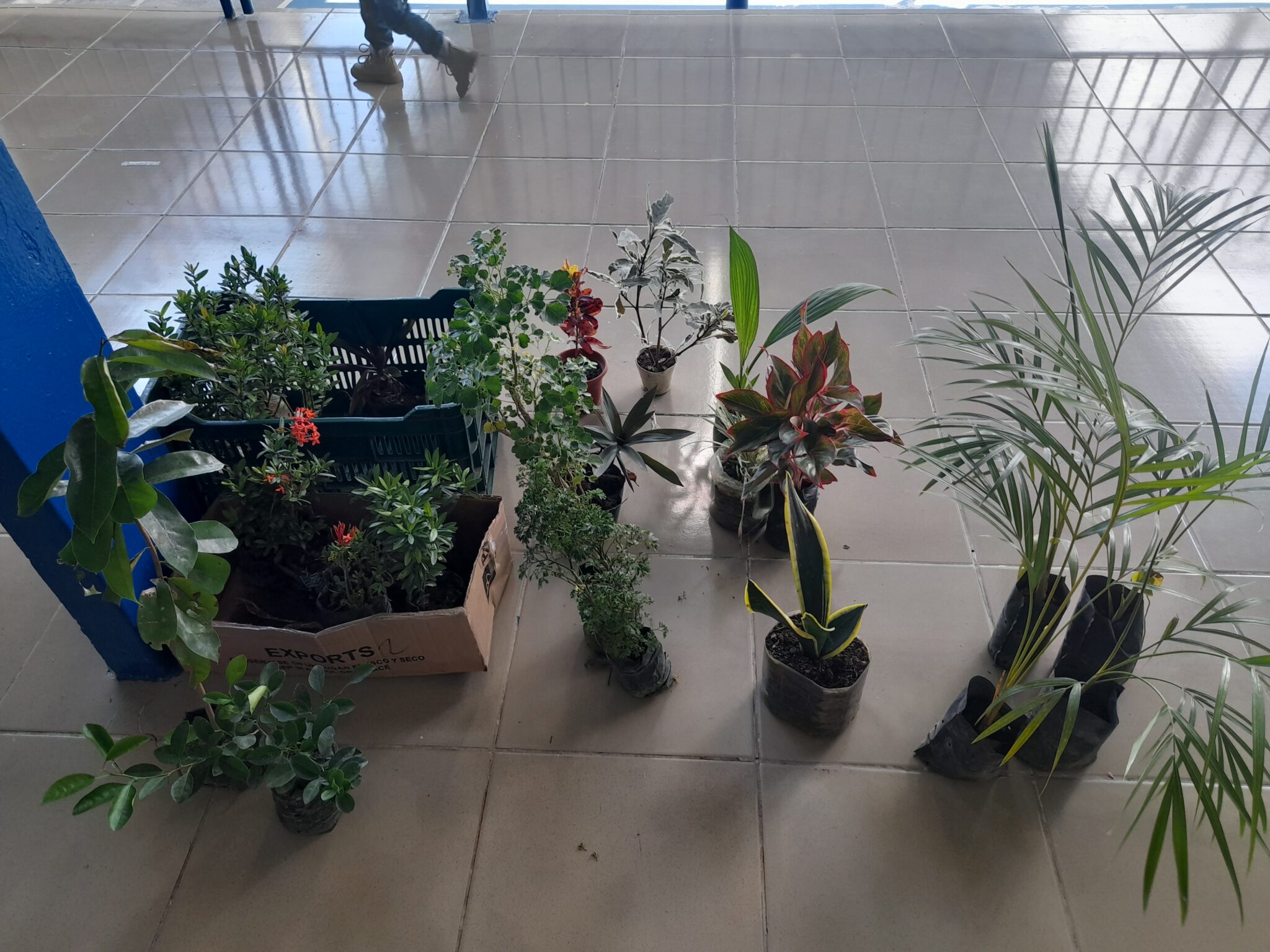 Comité de la Cuenca Hidrográfica No. 142 Conmemora la Fiesta del Árbol ...