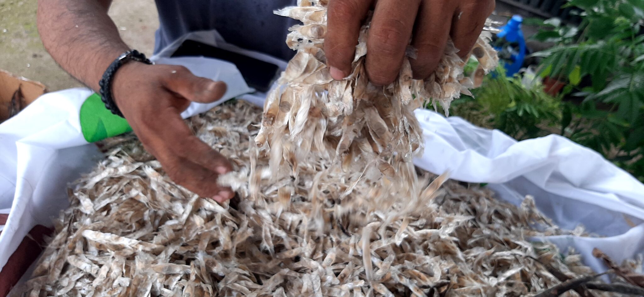 Avanza proceso de secado de semilla para germinar - MiAmbiente