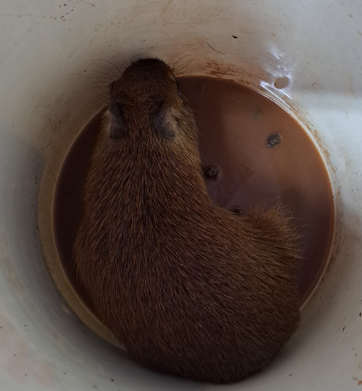 Rescatan cría de Capibara en la comunidad El Peñascal en La Chorrera ...