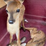Rescate de venado en Panamá Este - MiAmbiente