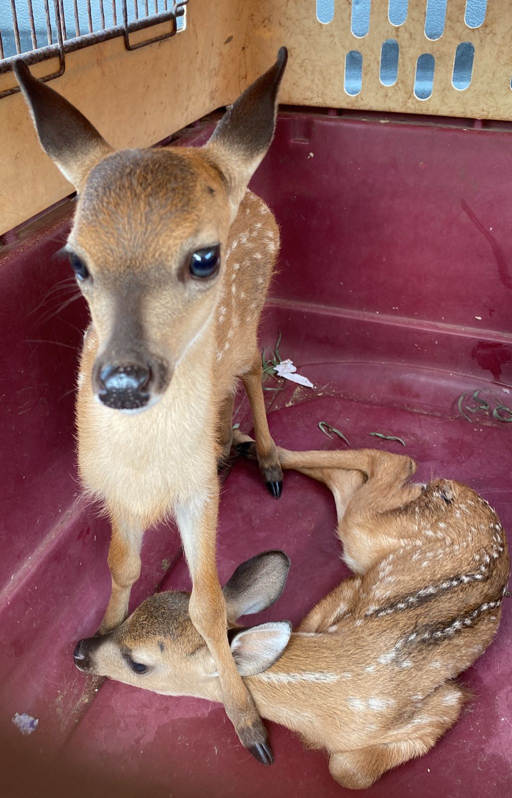 Rescate de venado en Panamá Este - MiAmbiente