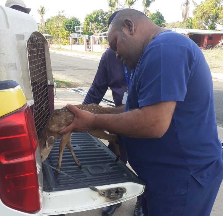 Rescate de venado en Panamá Este - MiAmbiente