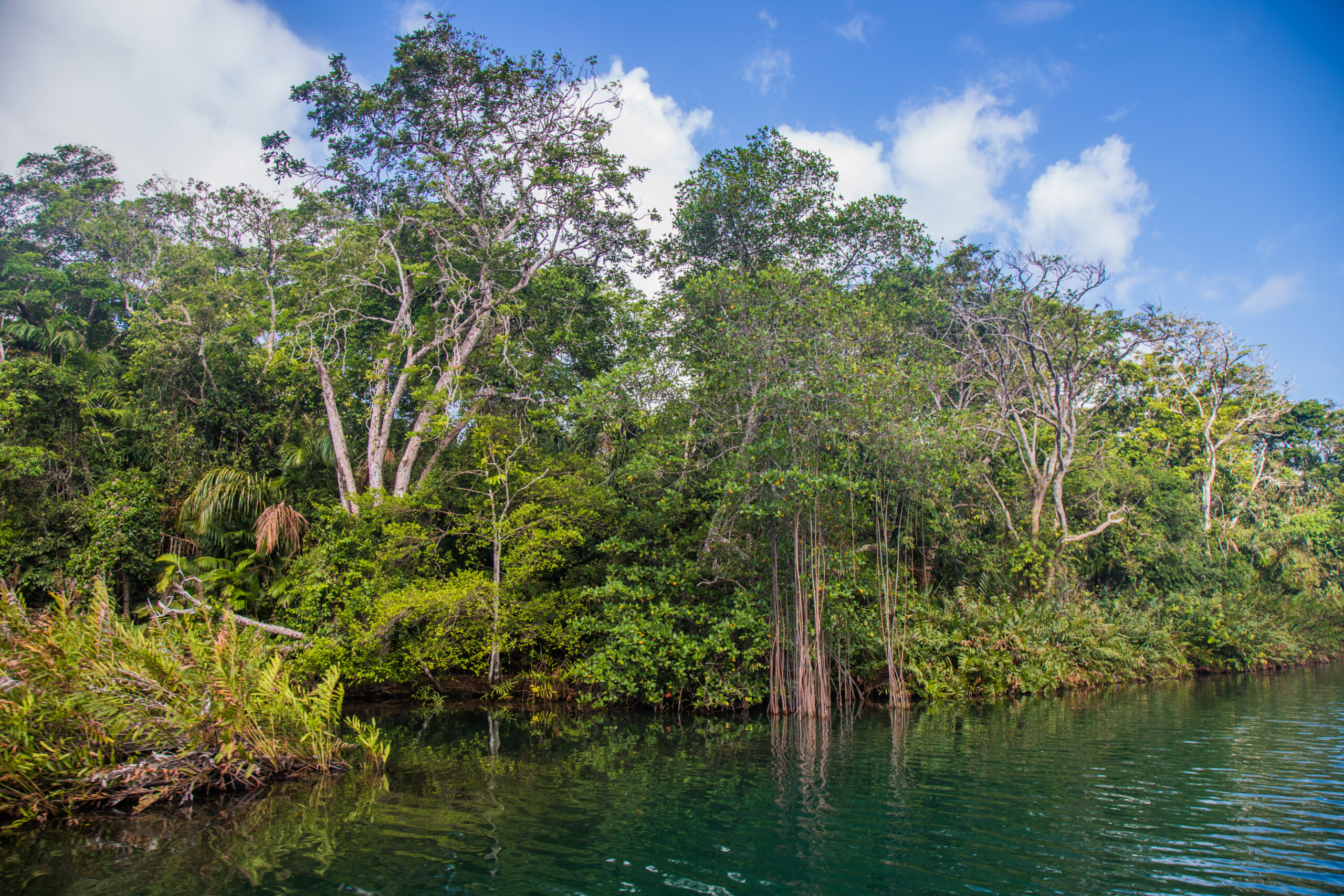 Logros y desafíos de Panamá en materia ambiental - MiAmbiente
