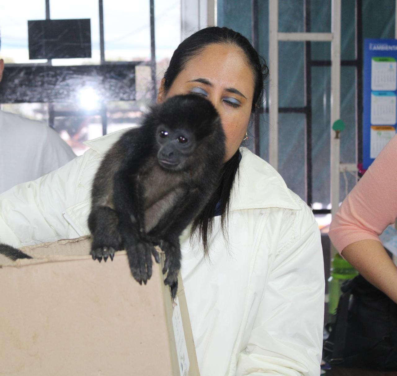 Cría de Mono Aullador, víctima de la comercialización ilegal, es ...
