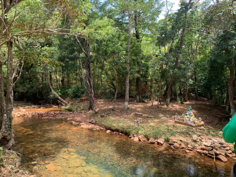 MiAMBIENTE mapeará cuántas y dónde se ubican las especies de bambú que ...