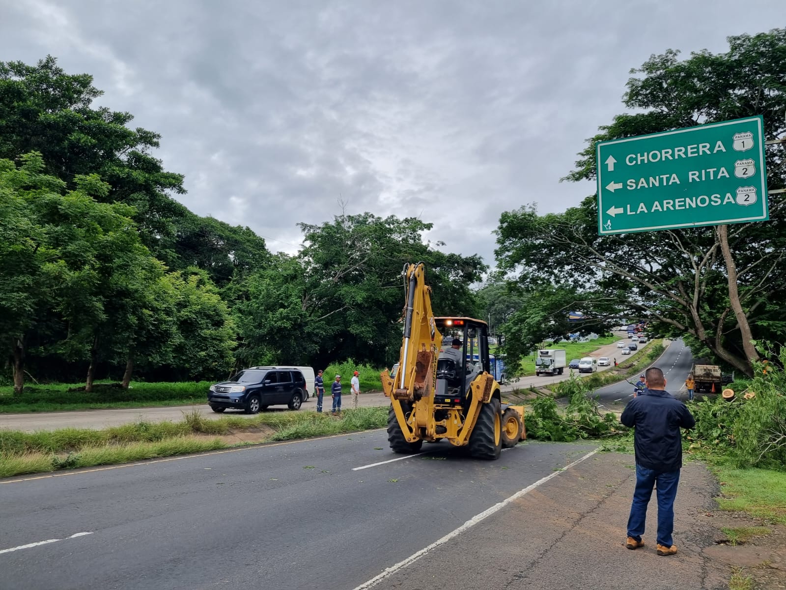 MiAMBIENTE Y SINAPROC realizan poda de árboles enfermos en la vía ...
