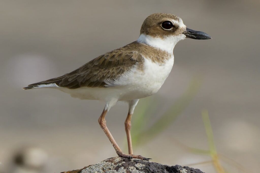 Las playas El Agallito y El Retén, designadas como un sitio de ...