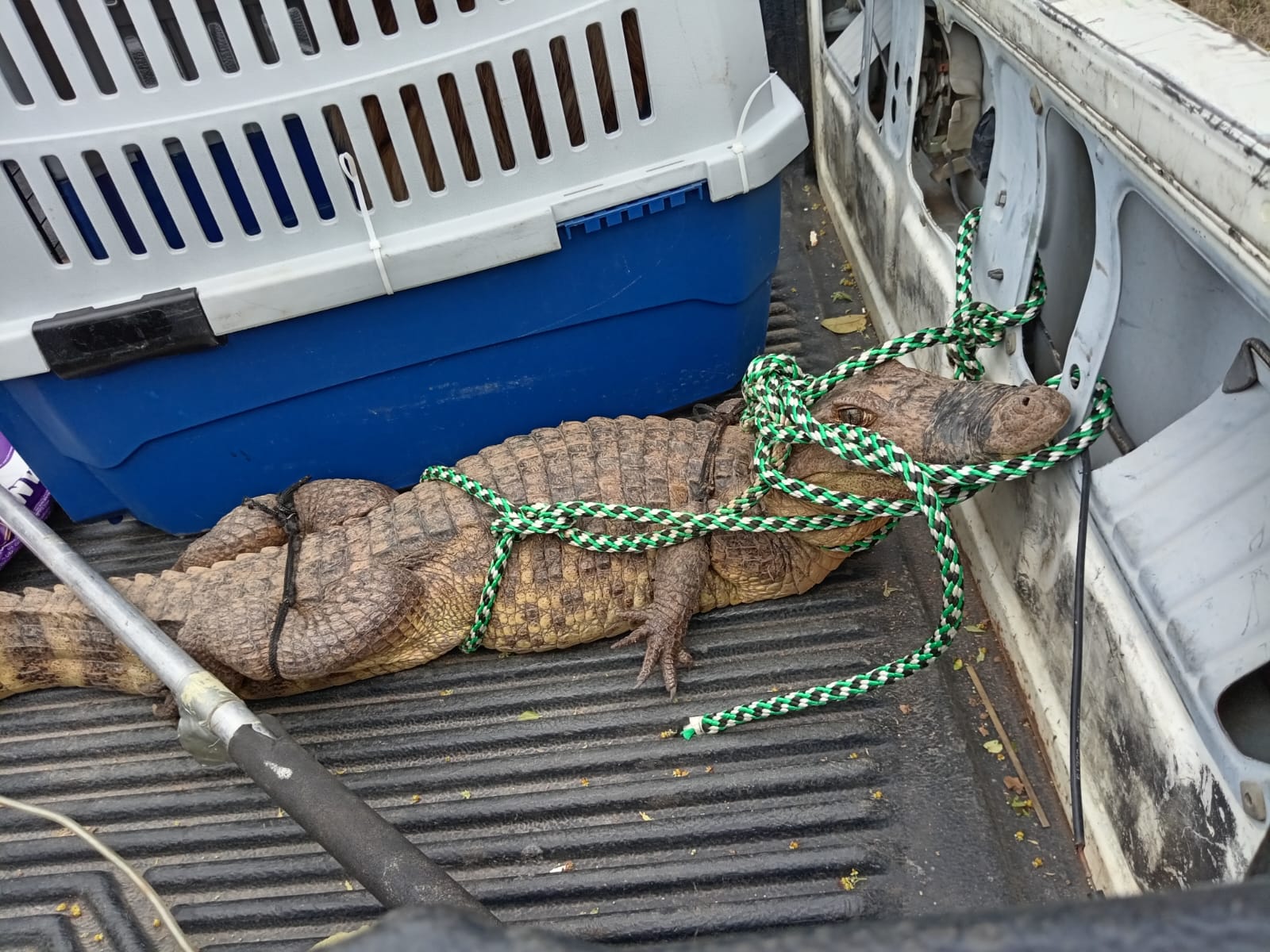 Técnico del MiAMBIENTE rescatan a dos perezosos y un Babillo en La ...