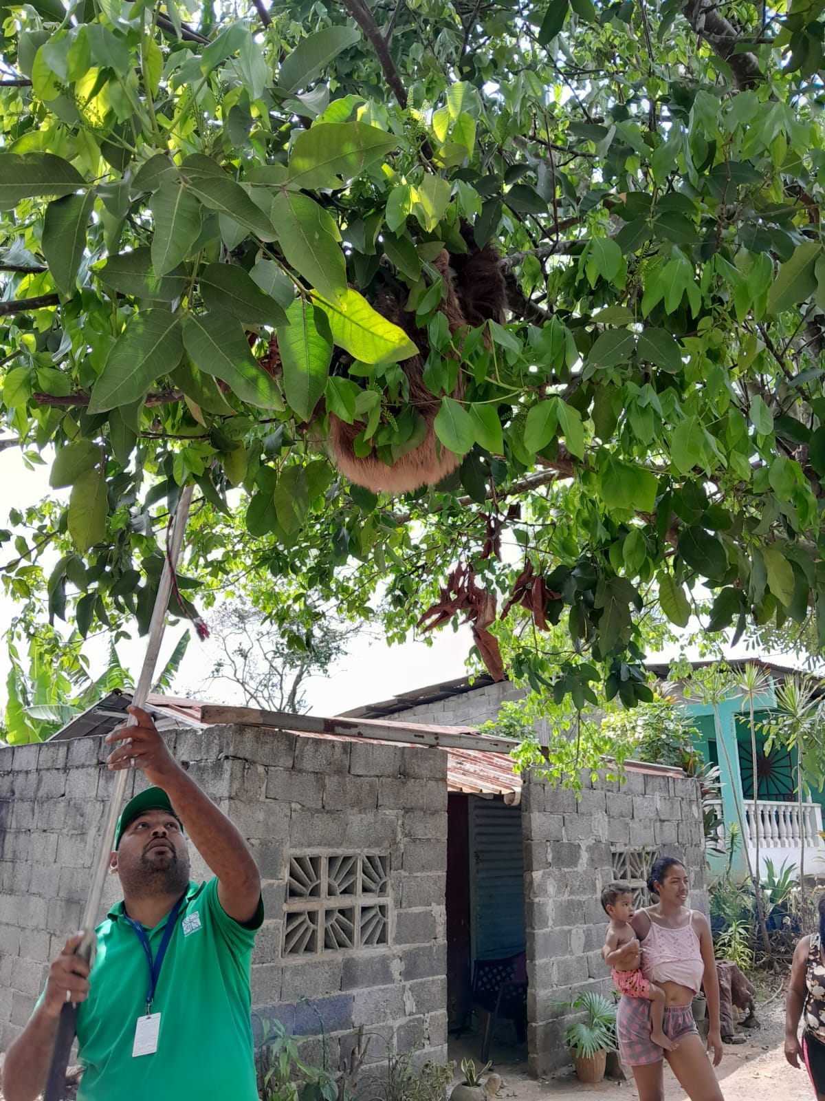 Técnico del MiAMBIENTE rescatan a dos perezosos y un Babillo en La ...