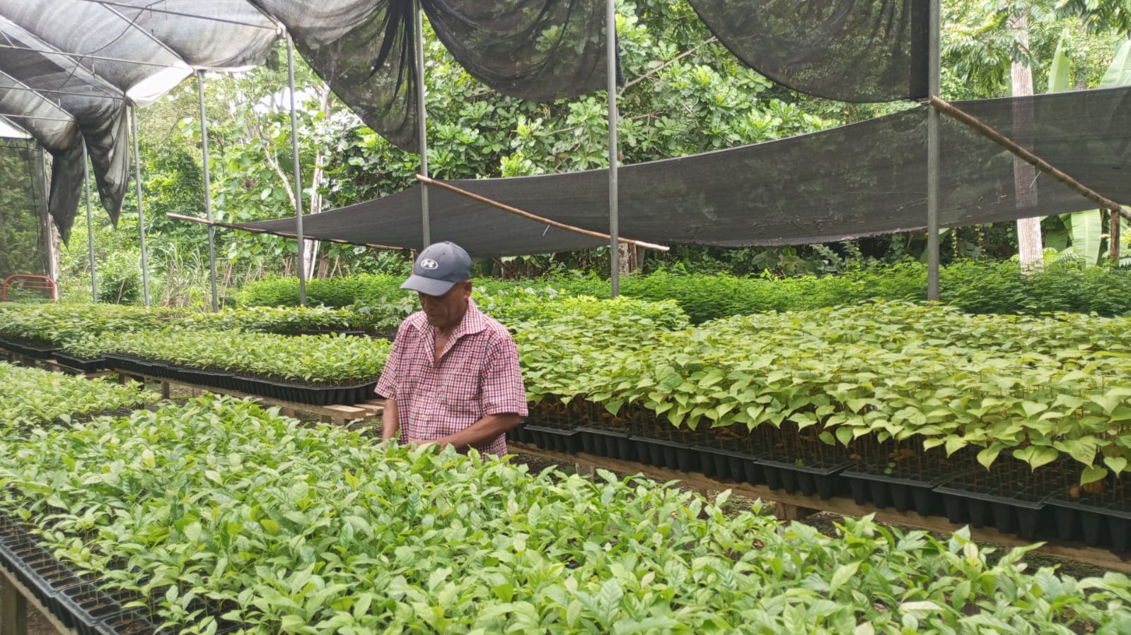 MiAMBIENTE realiza jornadas de mantenimiento de Viveros Forestales en ...