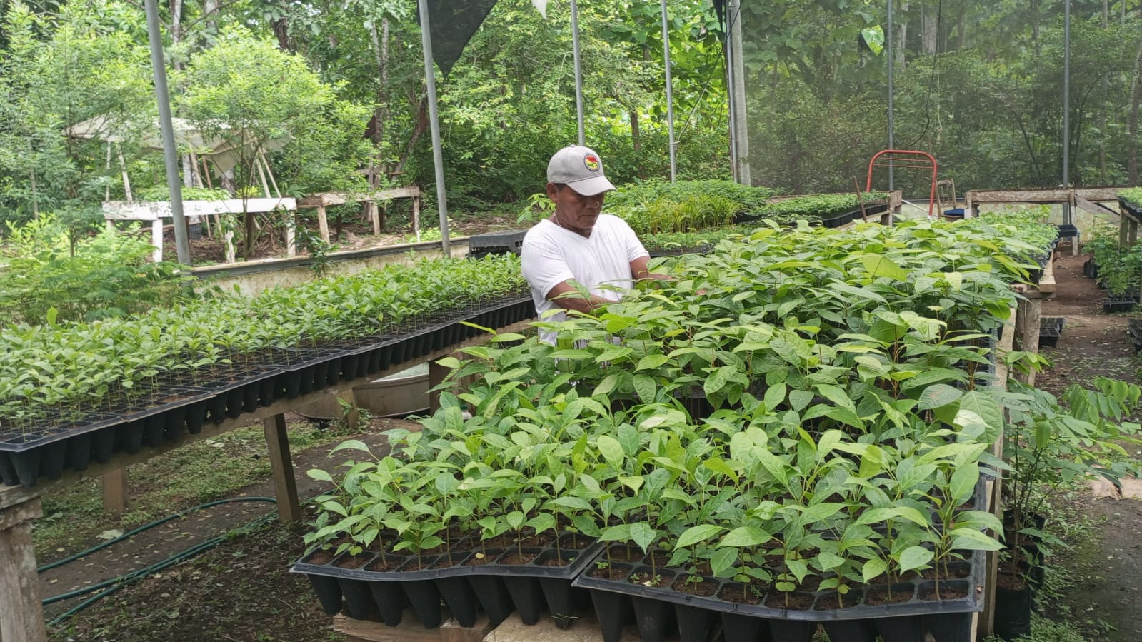 MiAMBIENTE realiza jornadas de mantenimiento de Viveros Forestales en ...