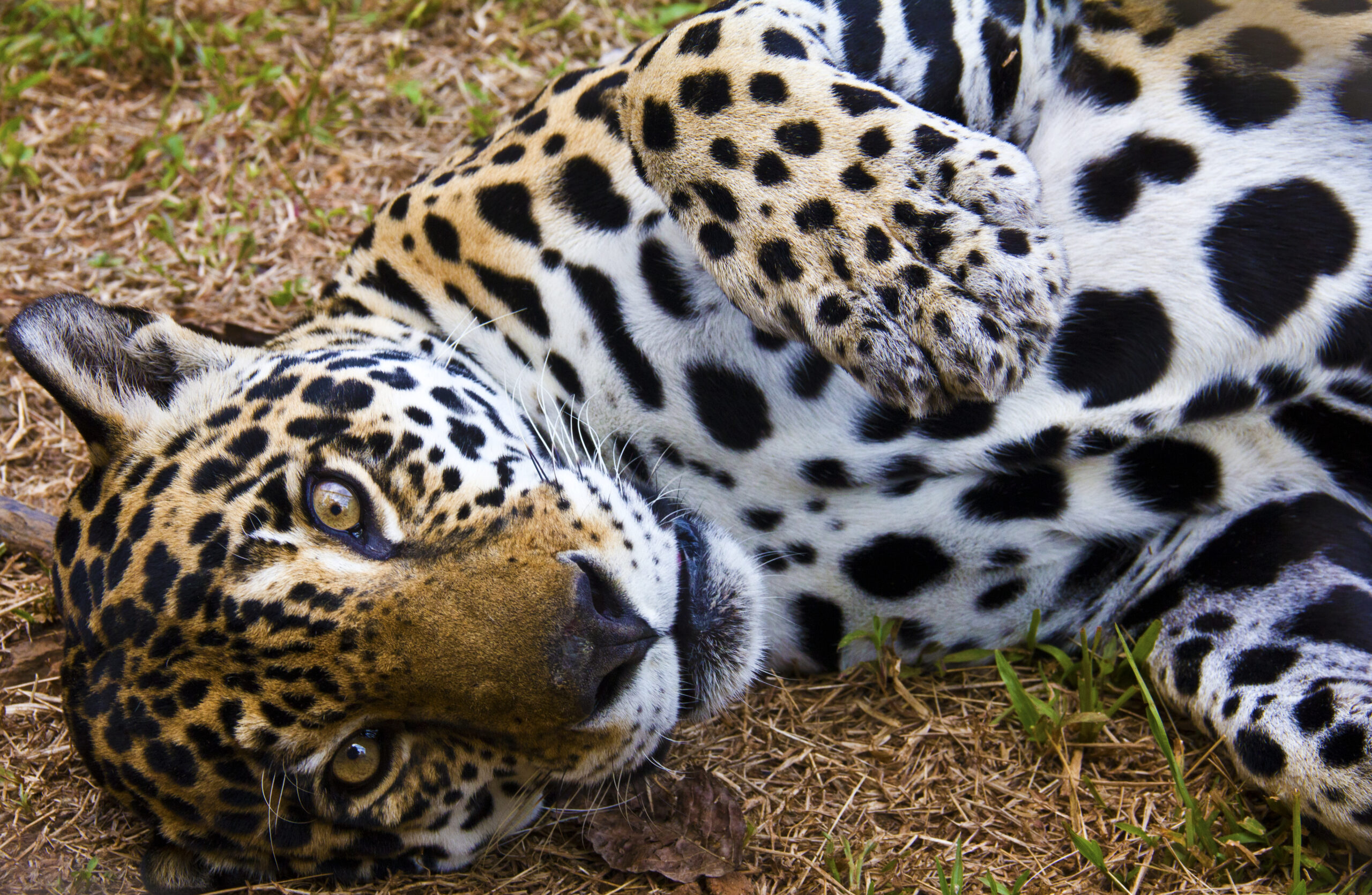 Panamá ingresa al Sistema Global de Información sobre Biodiversidad ...