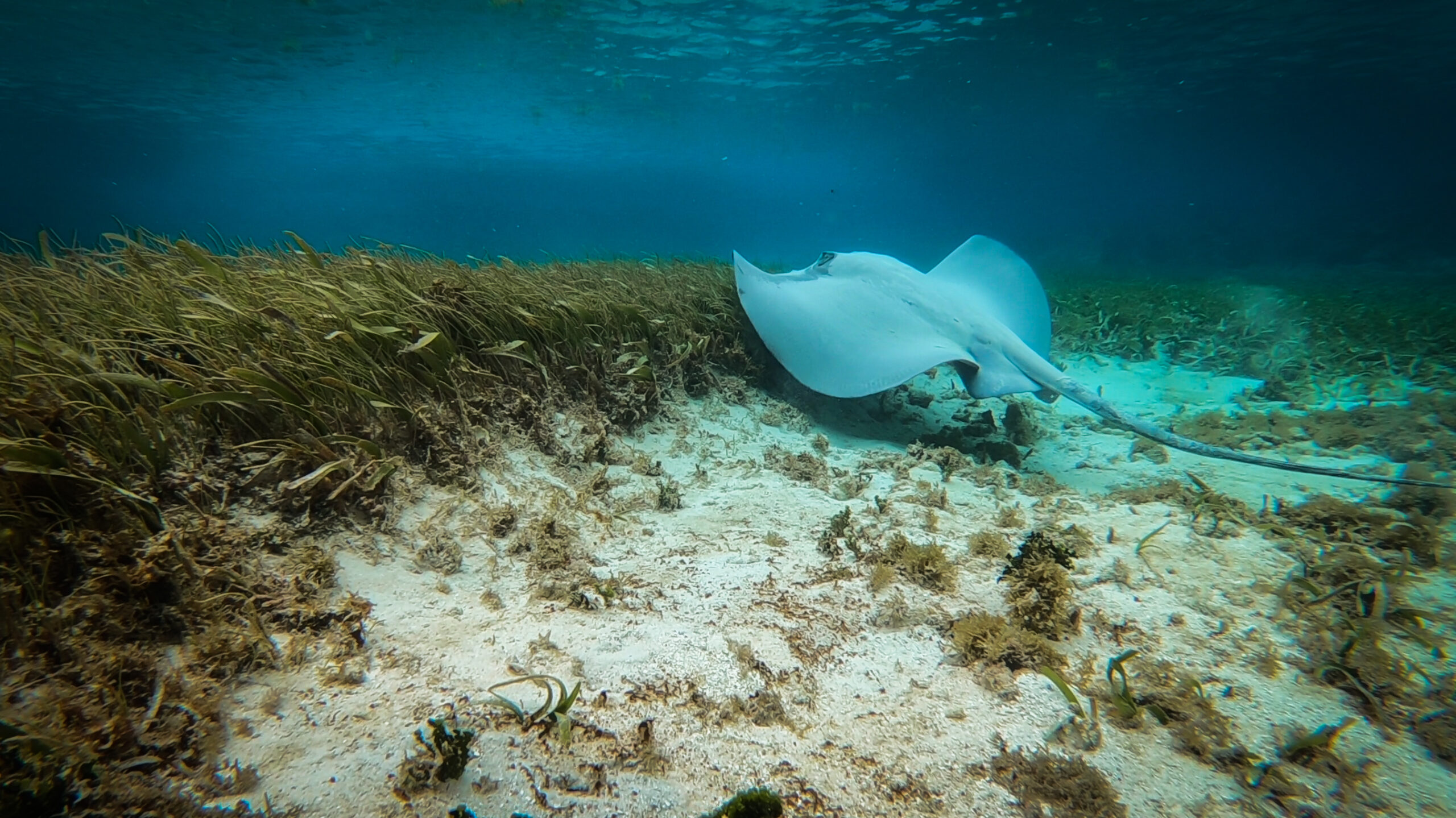 Panamá ingresa al Sistema Global de Información sobre Biodiversidad ...