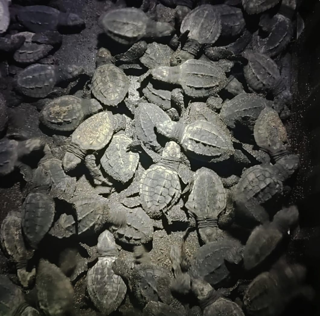 Liberan 100 neonatos de tortuga Lora en Playa La Barqueta. - MiAmbiente